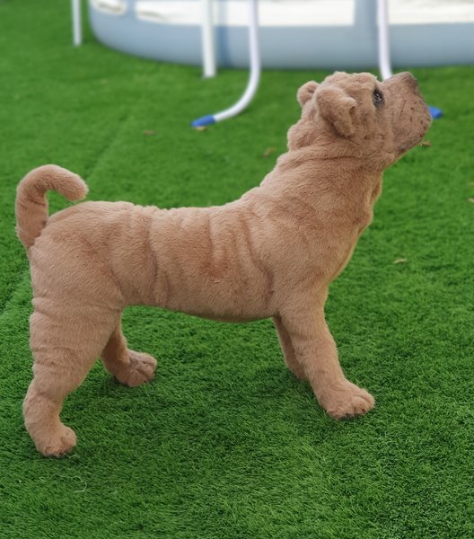Red Shar Pei by Alyona Bratash - Bear Pile