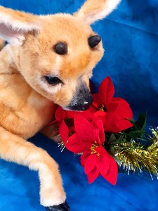 Artist Bears and Handmade Teddy Bears - Bear Pile