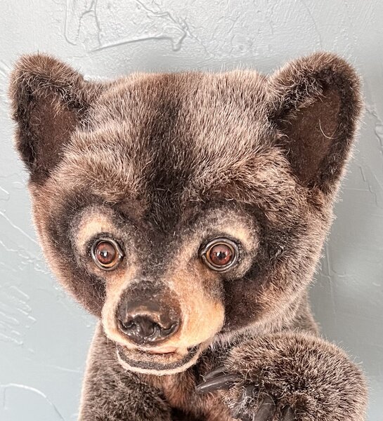 Otso bear cub by Beauty and bears Amy Lamphere - Bear Pile