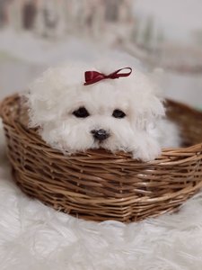 Realistic puppy of breed a Rottweiler, Amigoo by Natali Khizhnyakova ...