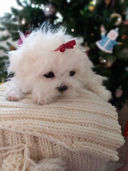 Realistic puppy of breed a Rottweiler, Amigoo by Natali Khizhnyakova ...