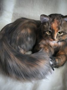 realistic soft toy Black Kitten by Soboleva Irina - Bear Pile