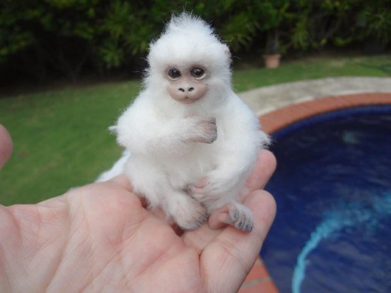 Miniature Monkey by Angelica Holm - Bear Pile