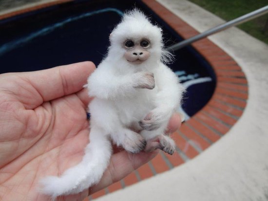 Miniature Monkey by Angelica Holm - Bear Pile