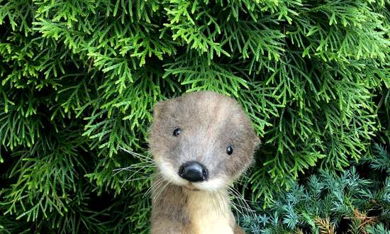 Toyla by Teddyana - Bear Pile