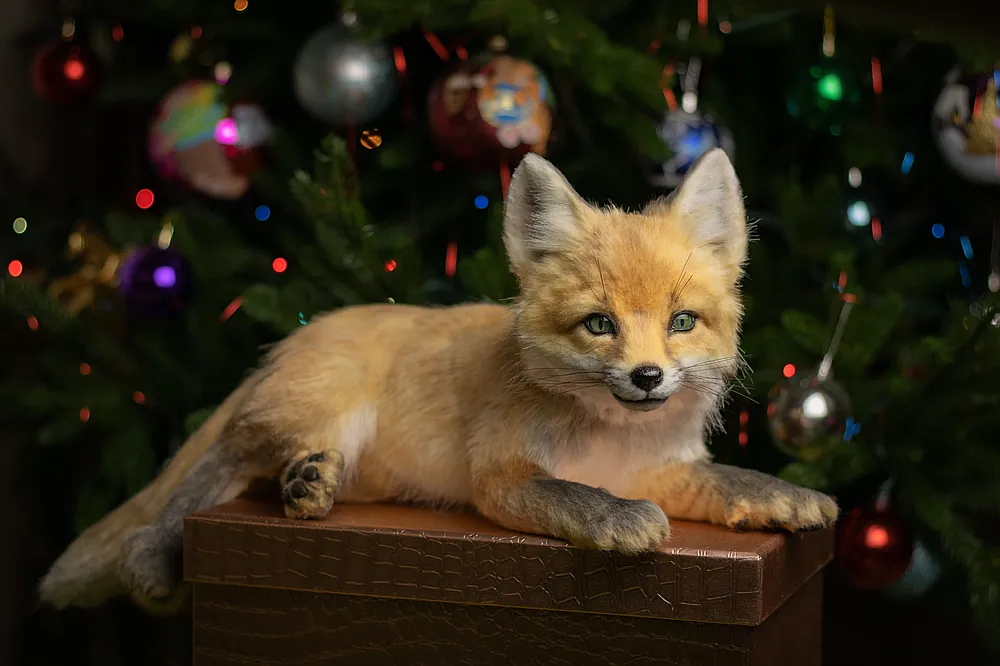Fox cub by Svetlana Vvedenskaya - Bear Pile