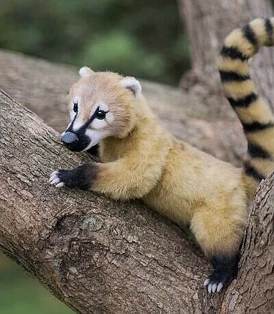 Baby Coati by Elena Fedoryak - Bear Pile