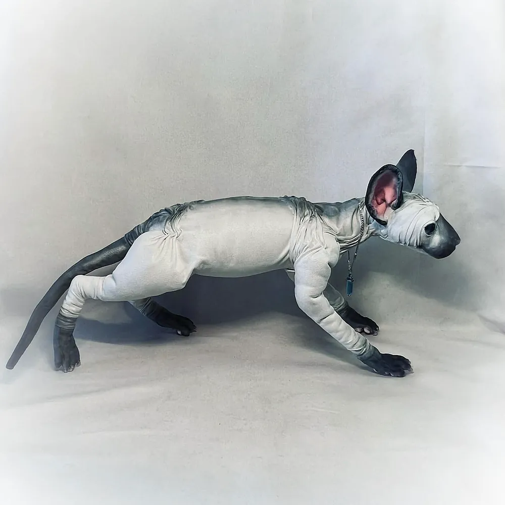 Sphynx Cat [Theodore] by SandraArt - Bear Pile