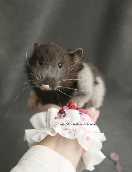 Circus rat Ramses by Marina Yamkovskaia - Bear Pile