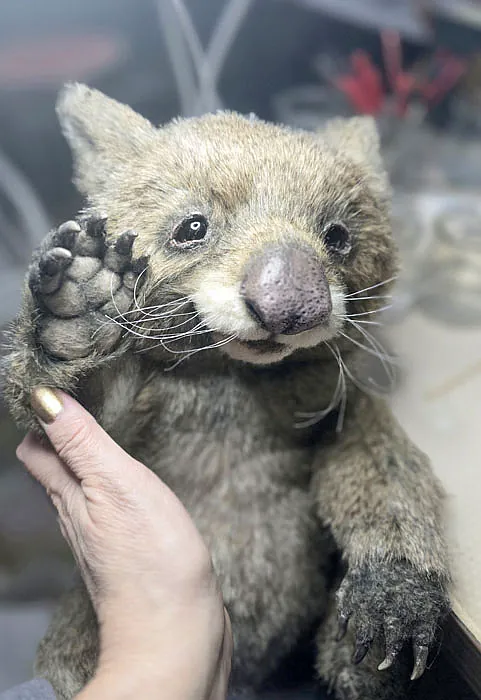 Blinky the wombat by Jelena K. - Bear Pile