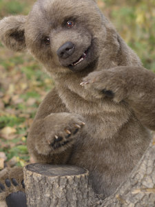 Himalayan bear cub by Yuliya Kozub - Bear Pile