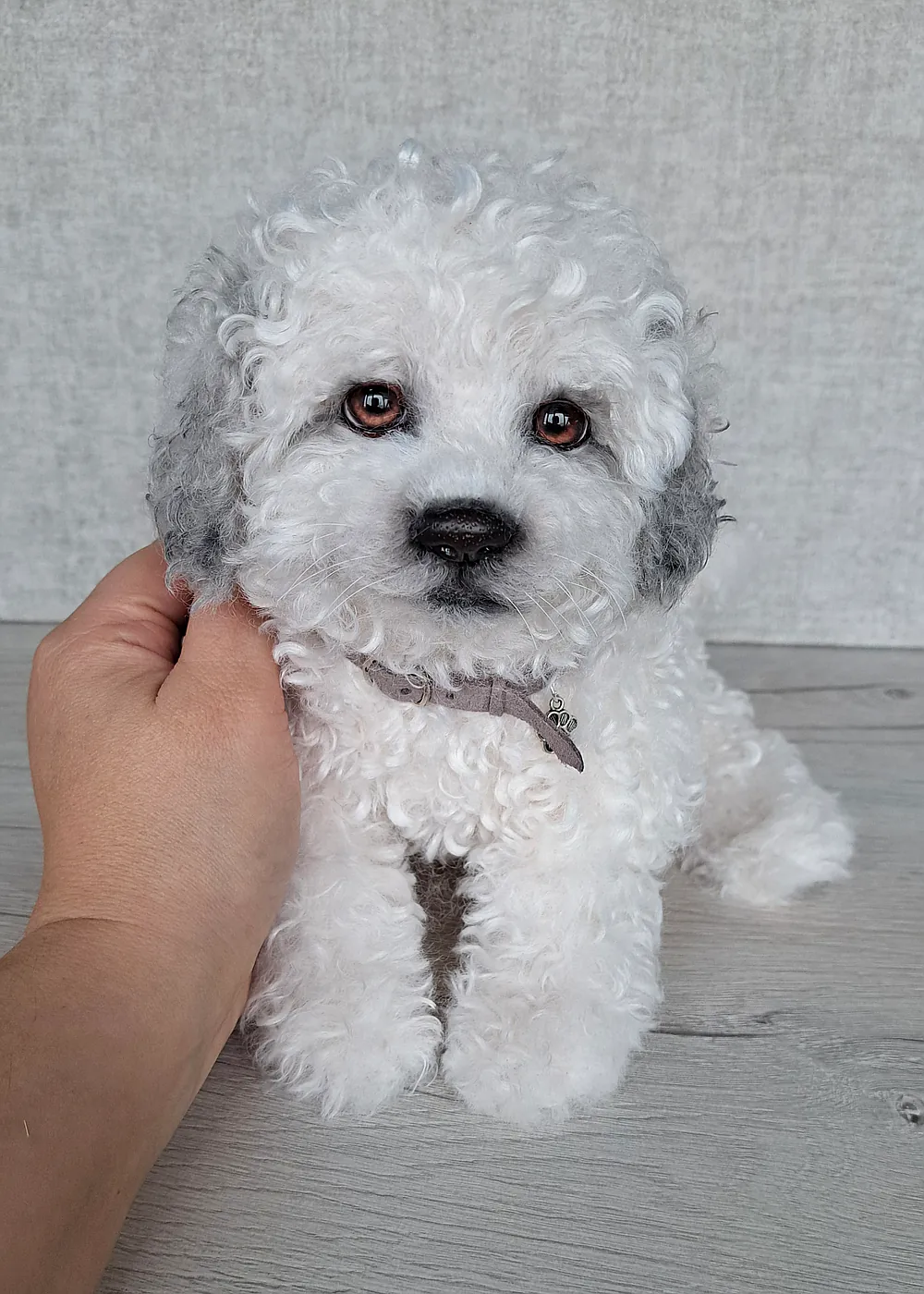 Maltipoo puppy Archie by Inna Blagova - Bear Pile