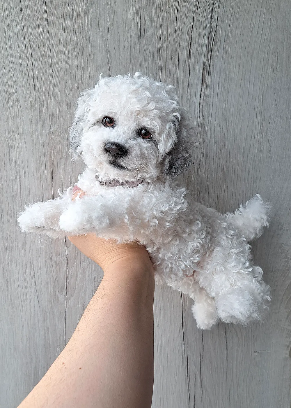 Maltipoo puppy Archie by Inna Blagova - Bear Pile