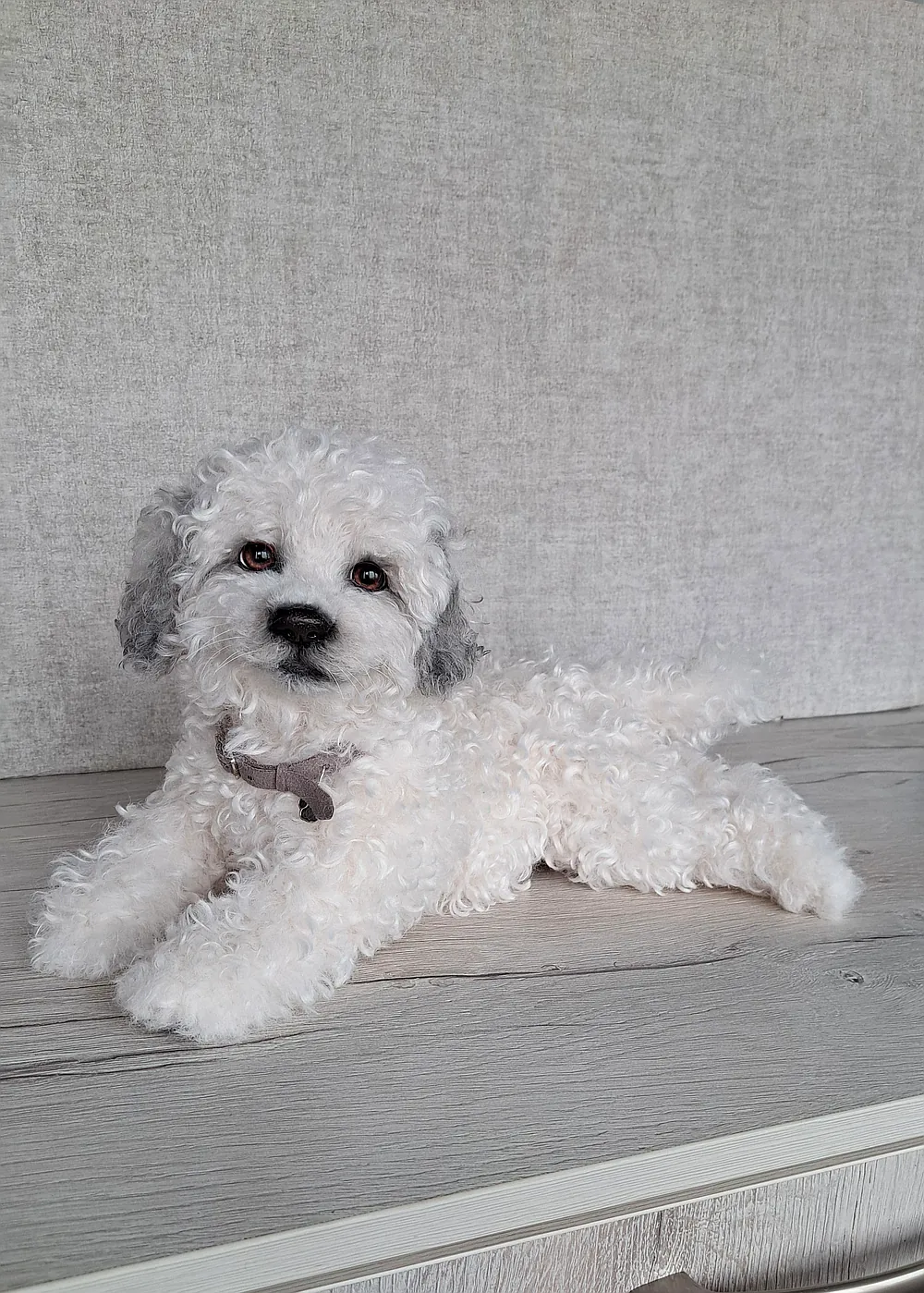 Maltipoo puppy Archie by Inna Blagova - Bear Pile