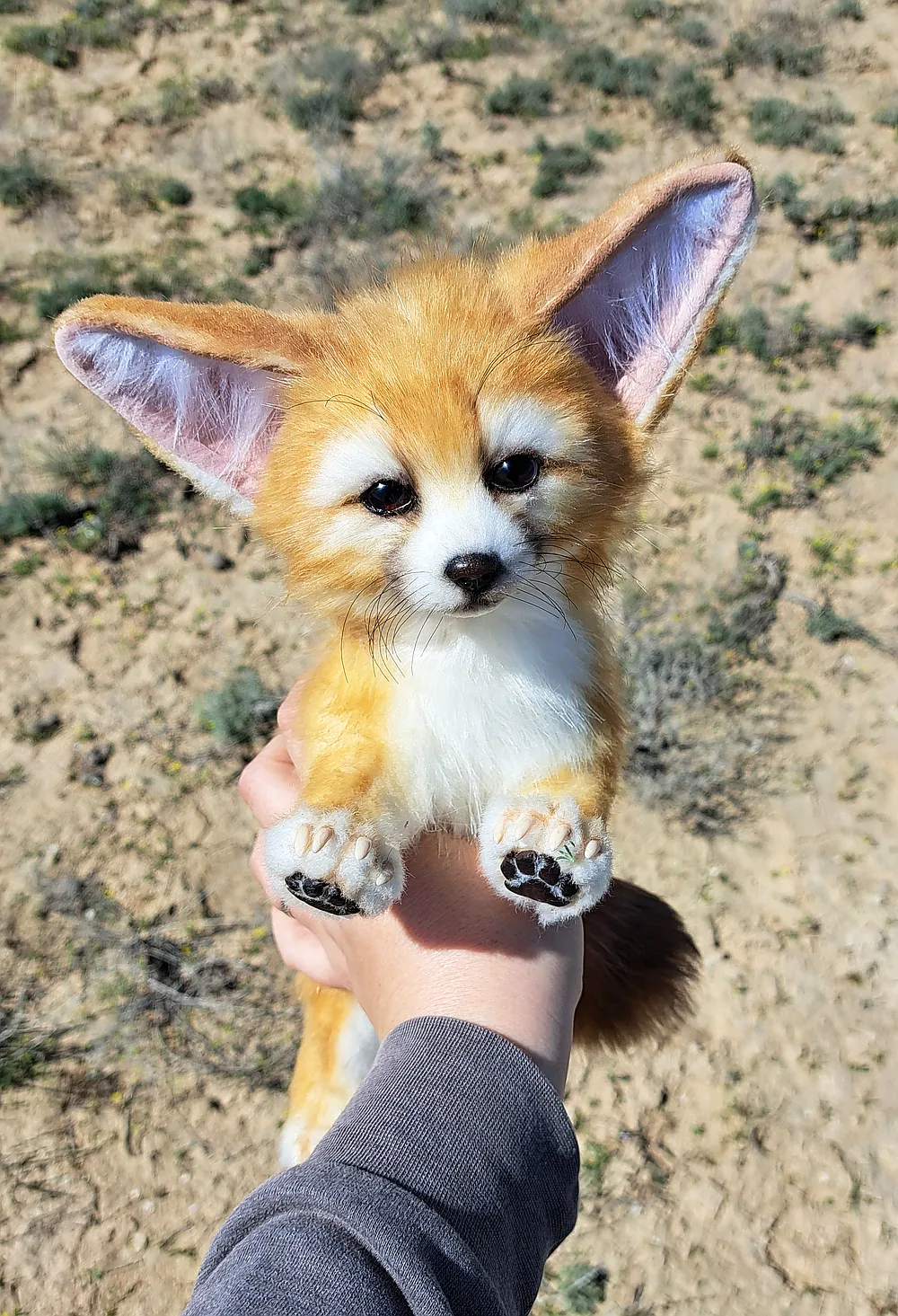 Fennec fox Yoshi by Inna Blagova - Bear Pile
