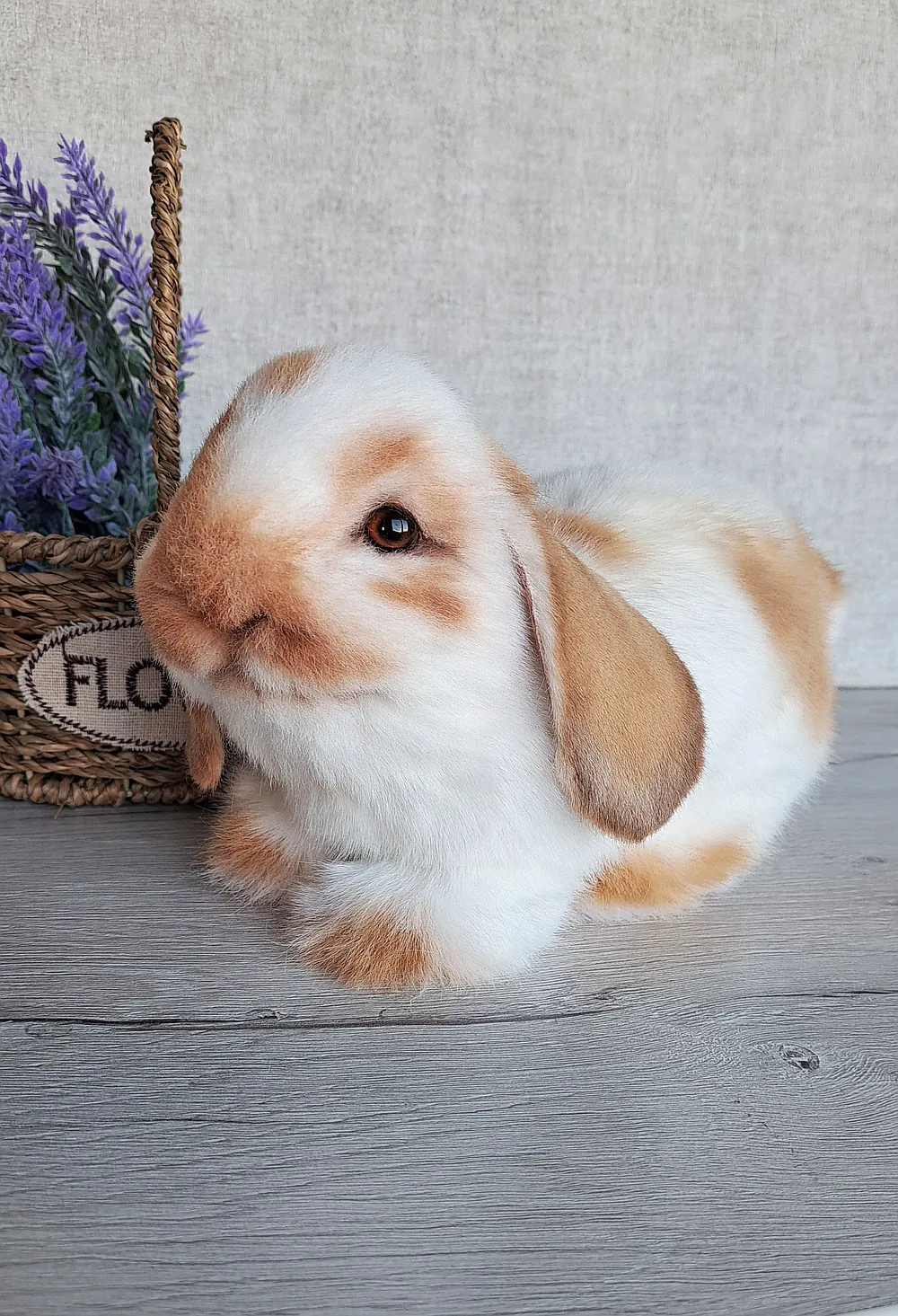 Rabbit Lola by Inna Blagova - Bear Pile