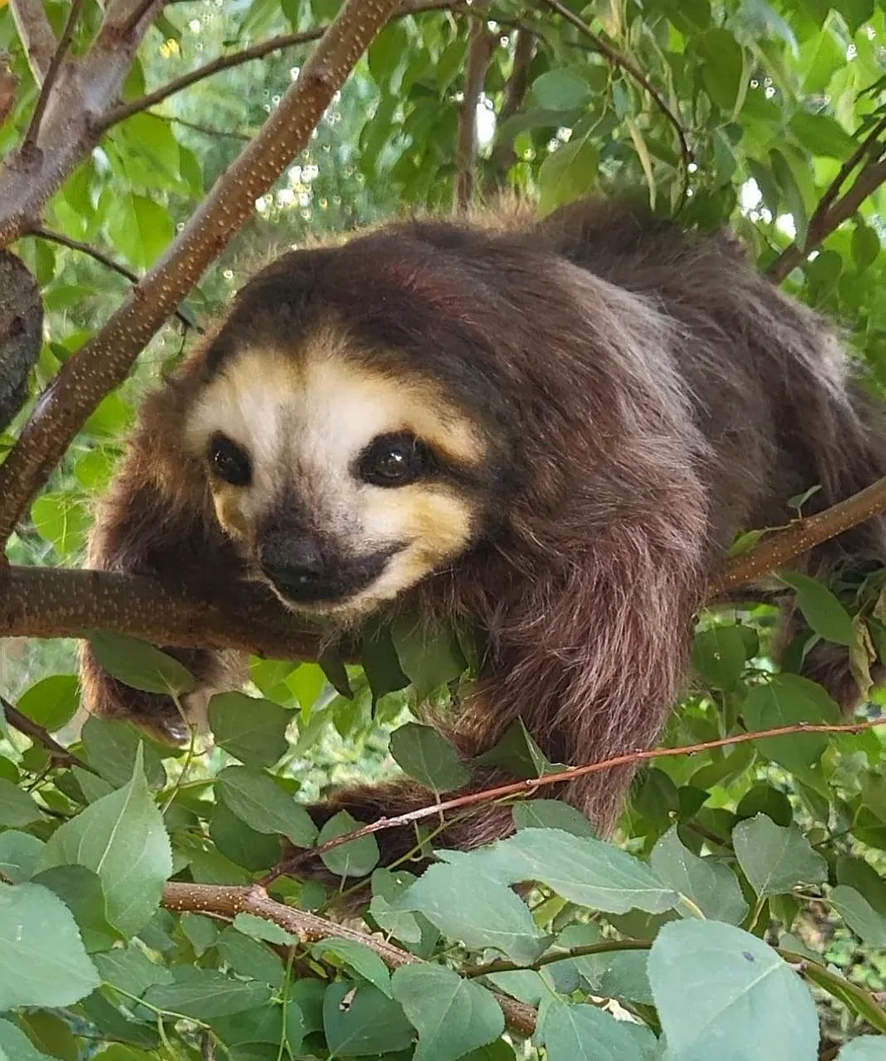 Sloth by mastertoy - Bear Pile