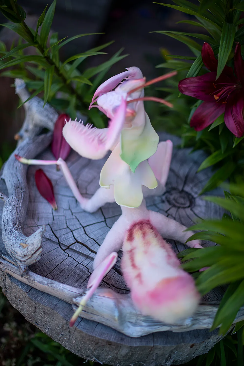 orchid mantis by Таня Філатова - Bear Pile