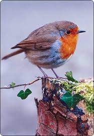 Birdie Robin.:-) by Sheogoleva Olga - Bear Pile