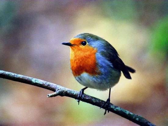 Birdie Robin.:-) by Sheogoleva Olga - Bear Pile