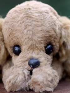 Puppy Cocker Spaniel Marley by Evgeniya and Igor Krasnov - Bear Pile