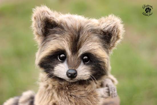 Baby Raccoon by Evgeniya and Igor Krasnov - Bear Pile