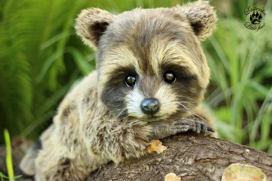 Raccoon Pepsi by Evgeniya and Igor Krasnov - Bear Pile