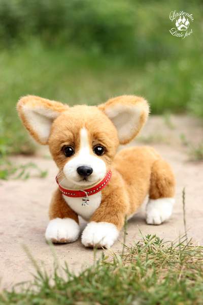 Puppy Welsh Corgi Pembroke Kelly order by Evgeniya and Igor Krasnov ...