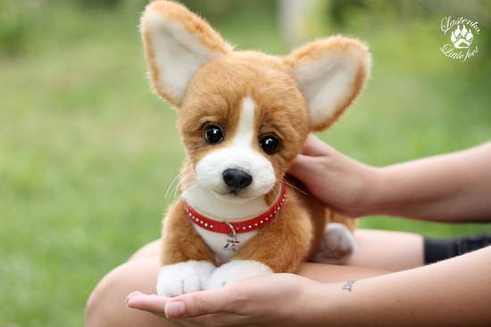 Puppy Welsh Corgi Pembroke Kelly order by Evgeniya and Igor Krasnov ...