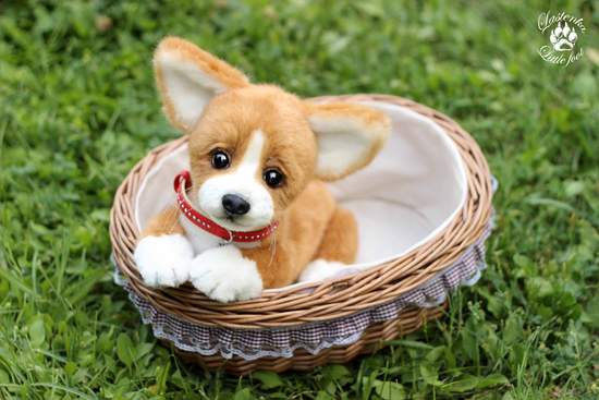 Puppy Welsh Corgi Pembroke Kelly order by Evgeniya and Igor Krasnov ...