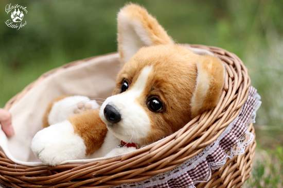 Puppy Welsh Corgi Pembroke Kelly order by Evgeniya and Igor Krasnov ...