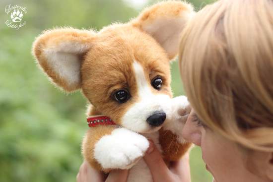 Puppy Welsh Corgi Pembroke Kelly order by Evgeniya and Igor Krasnov ...