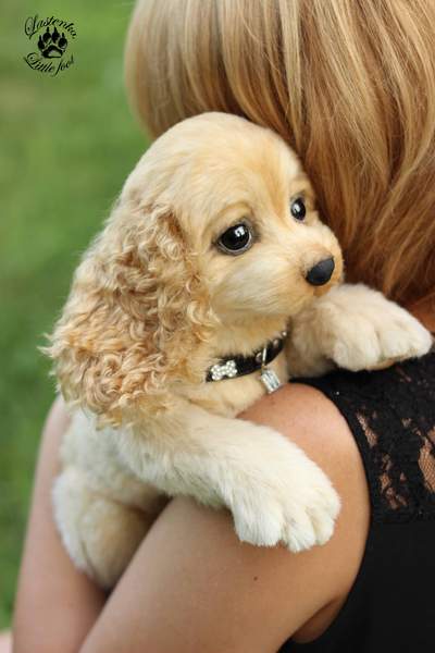 Puppy Cocker Spaniel Marley by Evgeniya and Igor Krasnov - Bear Pile