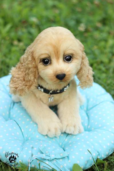 Puppy Cocker Spaniel Marley by Evgeniya and Igor Krasnov - Bear Pile