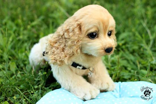 Puppy Cocker Spaniel Marley by Evgeniya and Igor Krasnov - Bear Pile