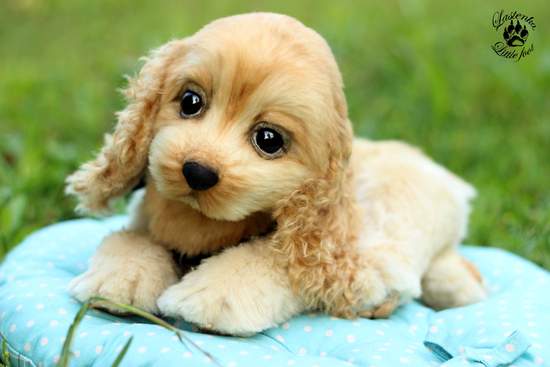 Puppy Cocker Spaniel Marley by Evgeniya and Igor Krasnov - Bear Pile