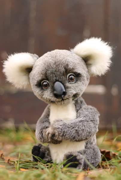 Koala Sydney by Evgeniya and Igor Krasnov - Bear Pile