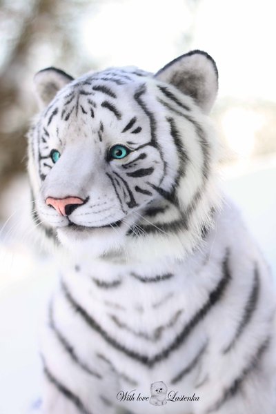 White tiger Everest by Evgeniya and Igor Krasnov - Bear Pile
