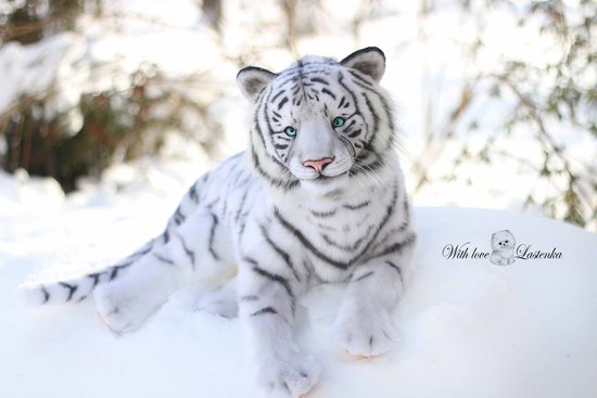 White tiger Everest by Evgeniya and Igor Krasnov - Bear Pile
