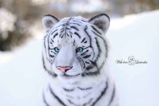 White tiger Everest by Evgeniya and Igor Krasnov - Bear Pile