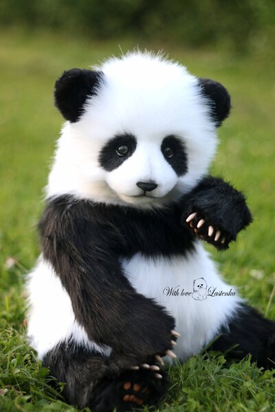 Panda Belly by Evgeniya and Igor Krasnov - Bear Pile