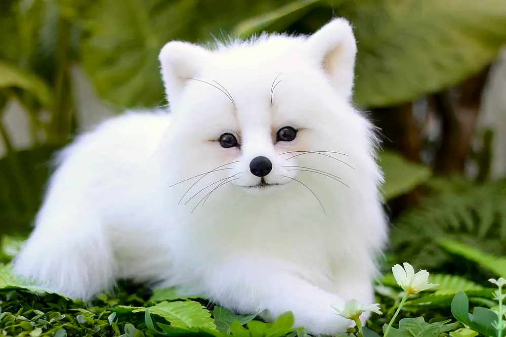Polar Fox Nora by Evgeniya and Igor Krasnov - Bear Pile
