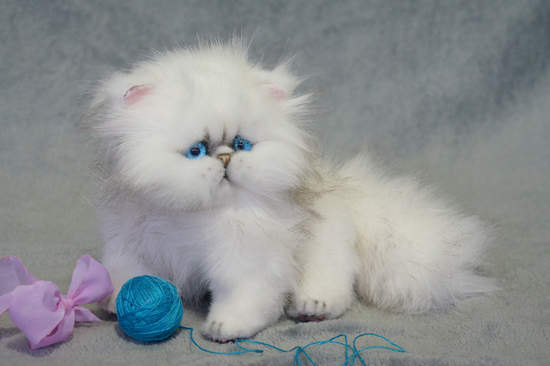 Persian cat Barbie by Tsybina Natali - Bear Pile