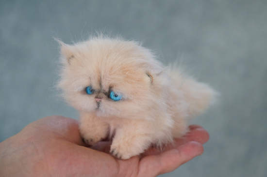 Micro kitten Peach by Tsybina Natali - Bear Pile