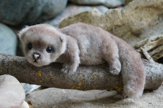 weasel by Tsybina Natali - Bear Pile