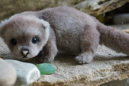 weasel by Tsybina Natali - Bear Pile