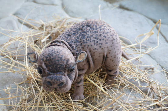 pygmy hippopotamus by Tsybina Natali - Bear Pile