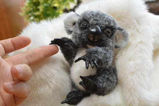 koala cub eyes open and close by Irina Fedi - Bear Pile