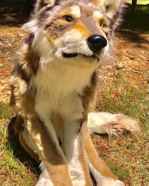 Lifesize Wolf by Heidi Klovee - Bear Pile