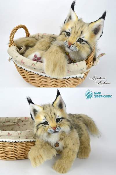 Lewis. Lynx cub by Anastasia Arzhaeva - Bear Pile